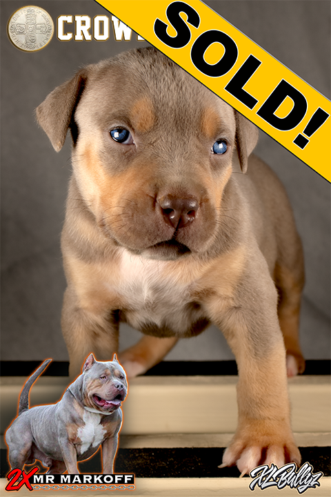 Availa-BULL Puppies!! – XLBullyz